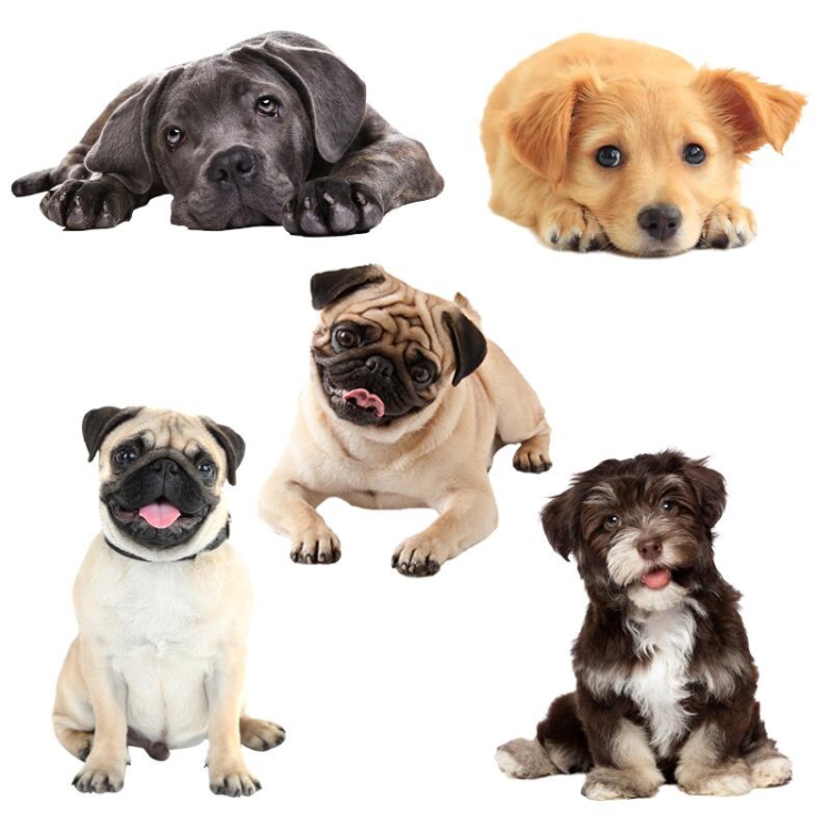 Style 1 Large 3D Simulation Dog Car Stickers Rain-Proof Sunscreen Car ...