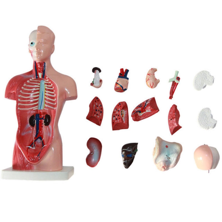 Primary and Secondary Education 26CM Torso Model Human Anatomy Organ ...