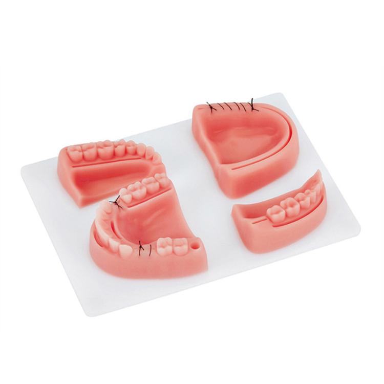 Gums Multiple Wounds Silicone Suture Practice Mold Four Teeth Oral ...